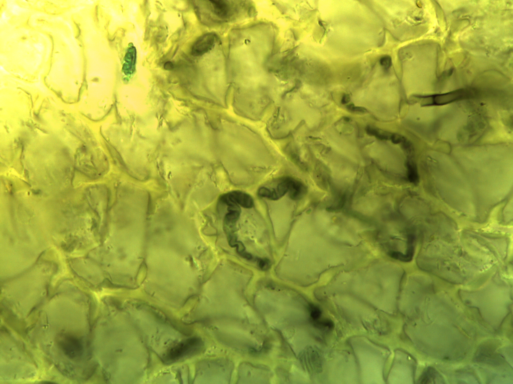 Michigan State University