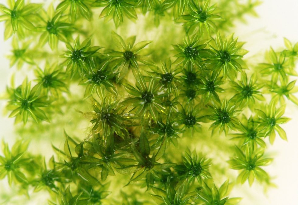 Michigan State University